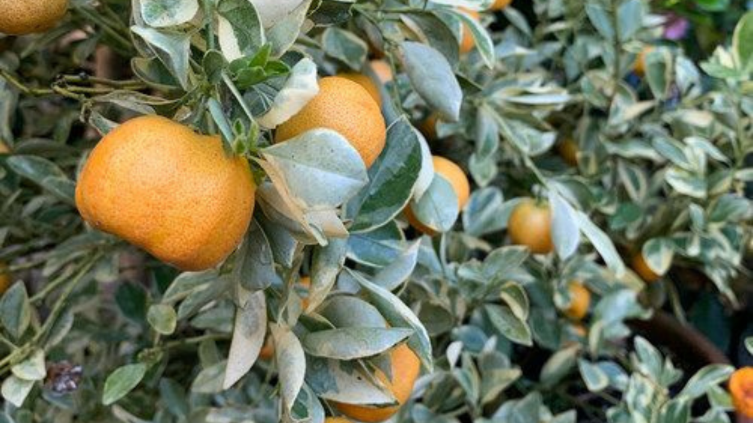 Protect Arizona Citrus Trees from Frost in Cold Weather